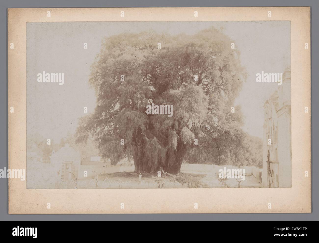 View of the Árbol del Tule in Santa María del Tule, Charles Betts Waite ...