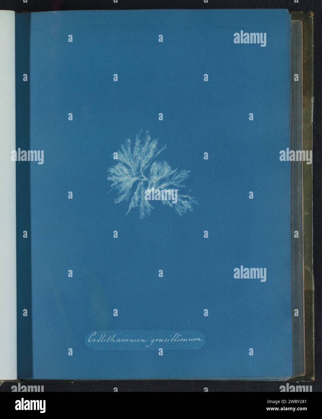 Callithamnion gracillimum hi-res stock photography and images - Alamy