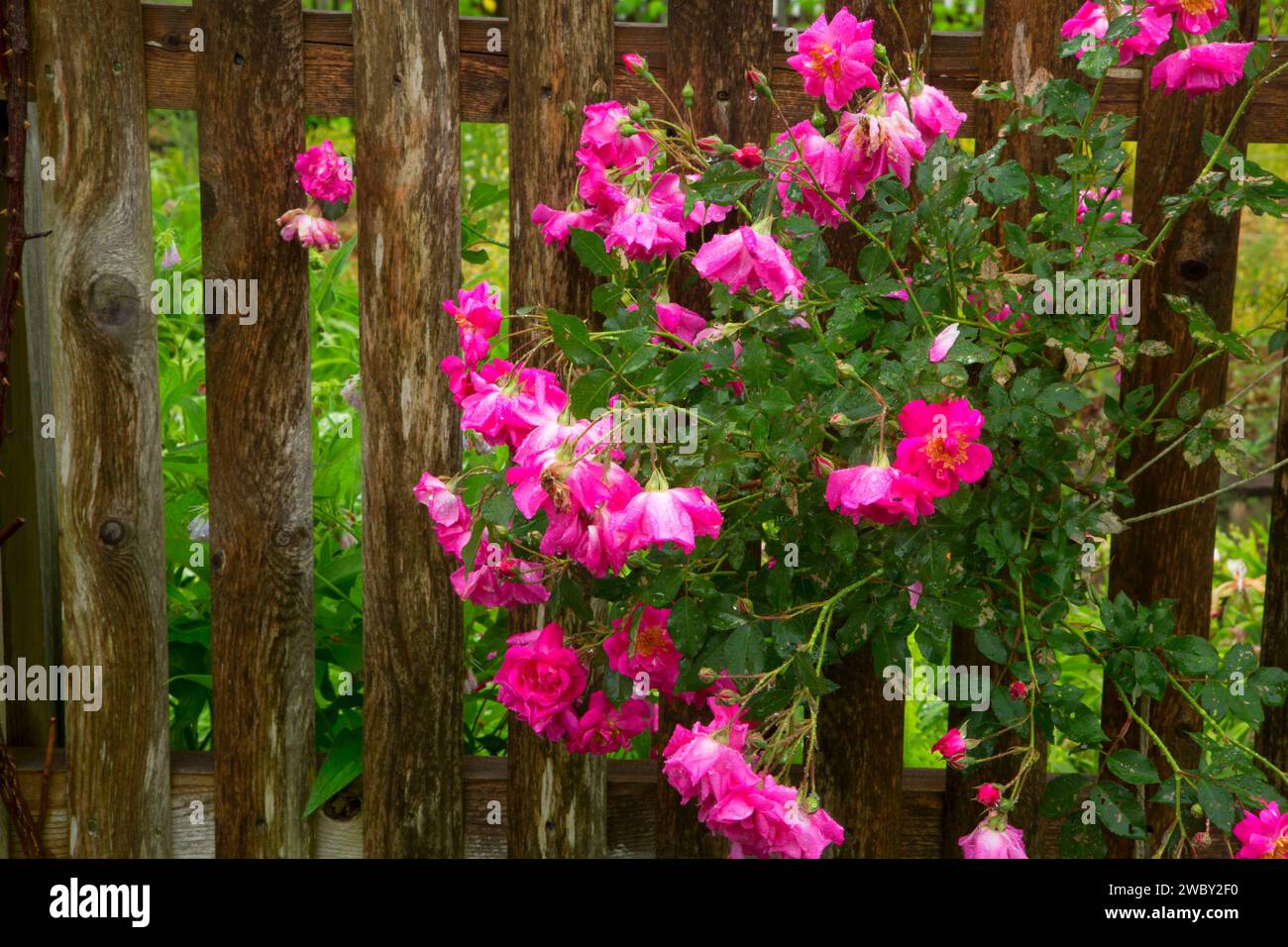 Roses picket fence hi-res stock photography and images - Alamy