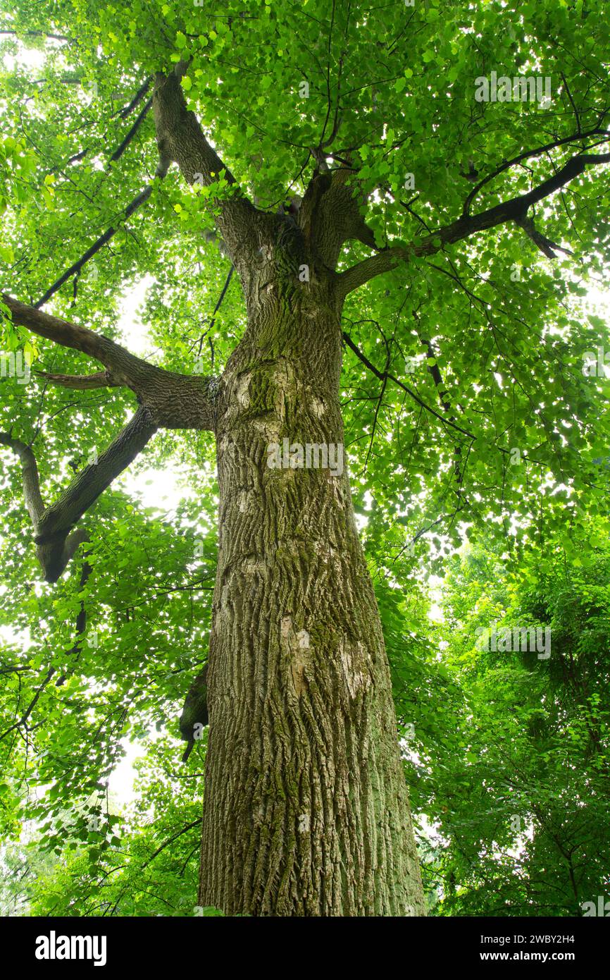 Tulip tree, Washington Crossing Historic Park, New Jersey Stock Photo ...