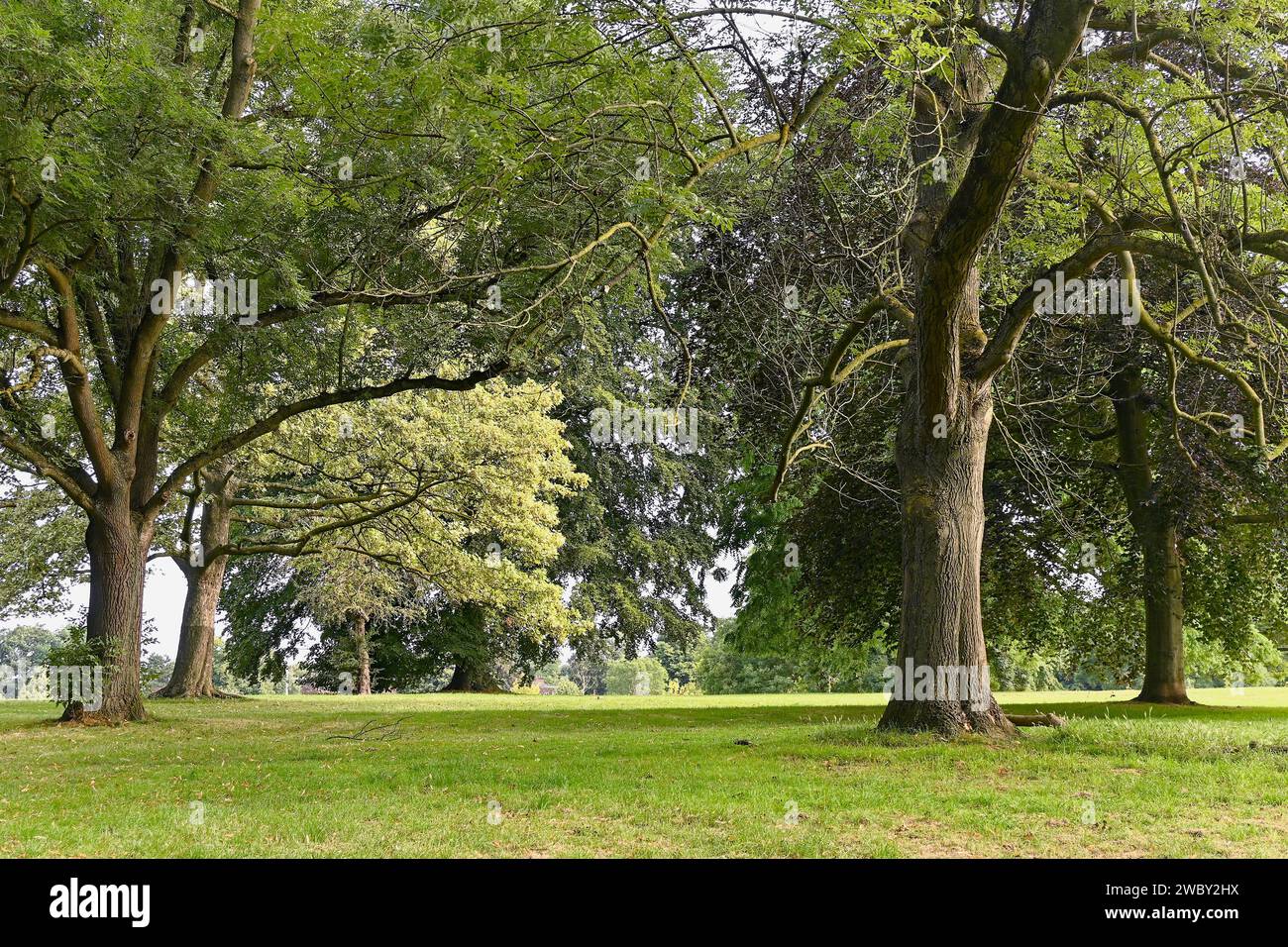 Trees in Marble Hill Park, St Margarets, London, England Stock Photo ...
