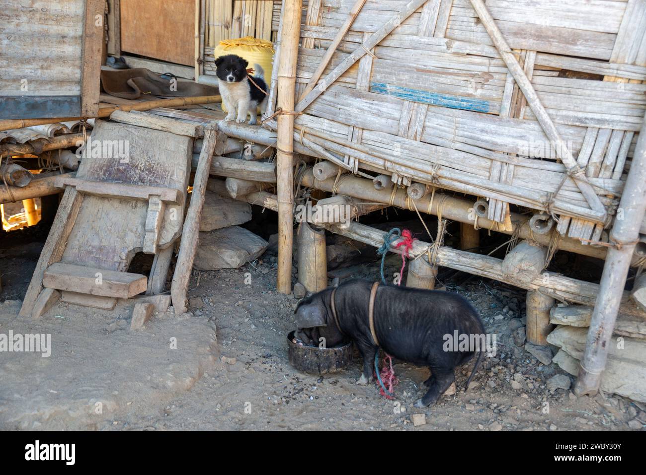 A pig and a dog cub in Lazu VIllage, Arunachal Pradesh, India Stock ...