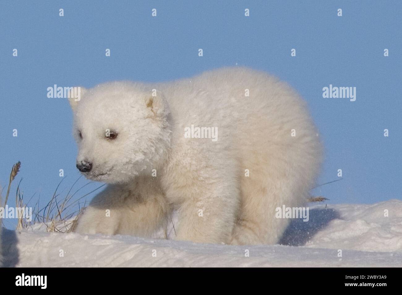 polar bear, Ursus maritimus, newborn spring koy cub newly emerged from ...