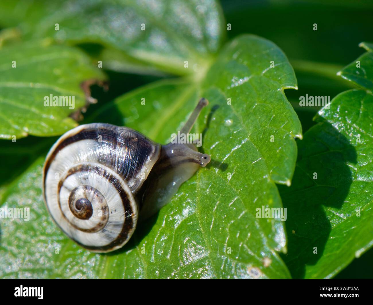 Italian white / Sandhill snail (Theba pisana), invasive in the UK ...