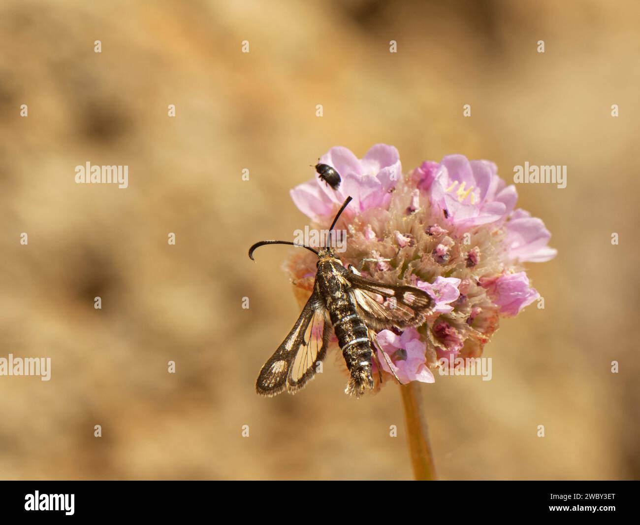 Thrift clearwing moth (Pyropteron muscaeforme) nectaring on Sea thrift ...