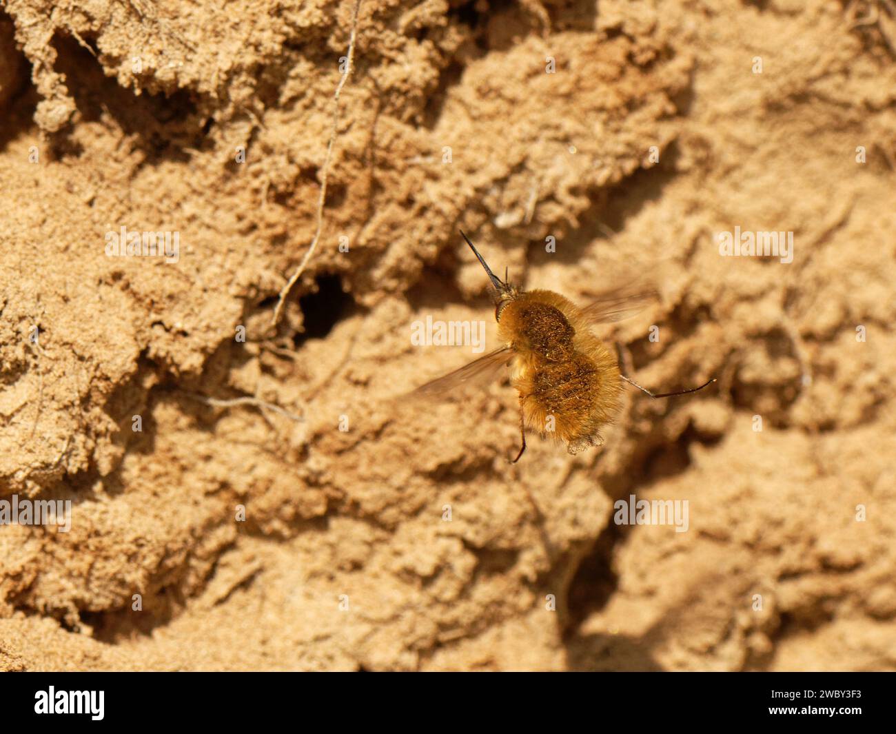 Western bee fly (Bombylius canescens) nationally scarce in the UK ...