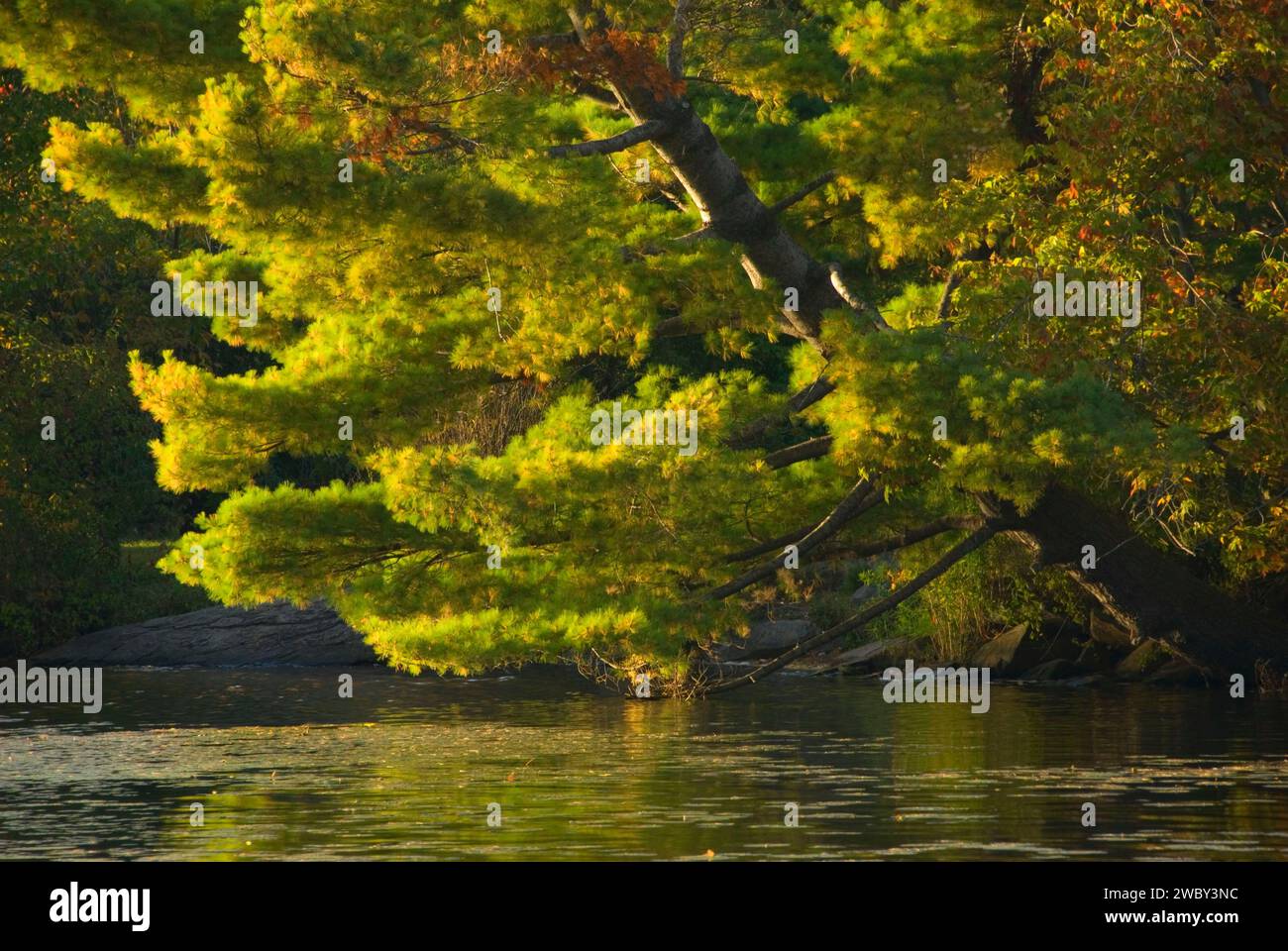 Catskill forest hi-res stock photography and images - Alamy