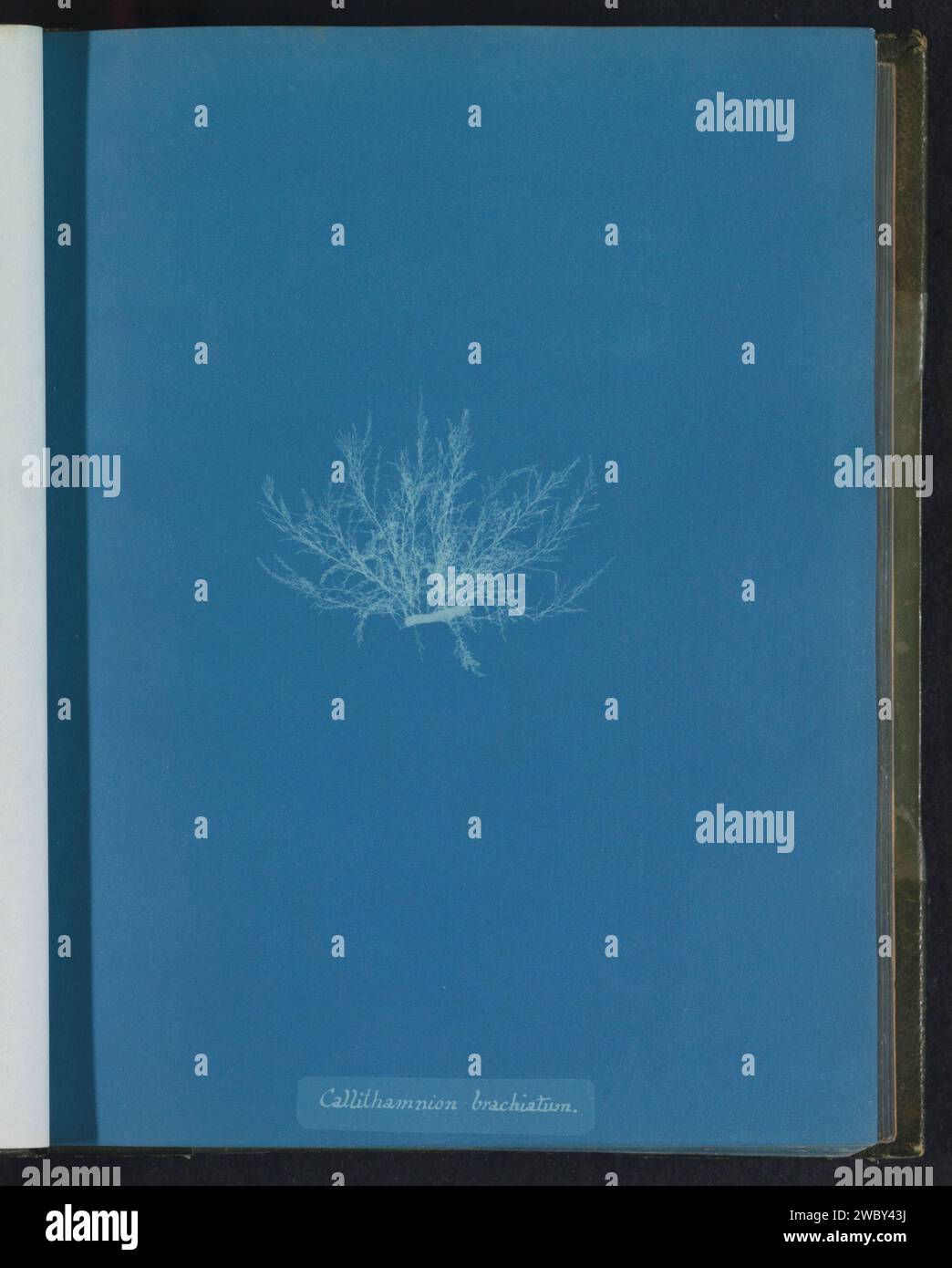 Callithamnion brachiatum hi-res stock photography and images - Alamy