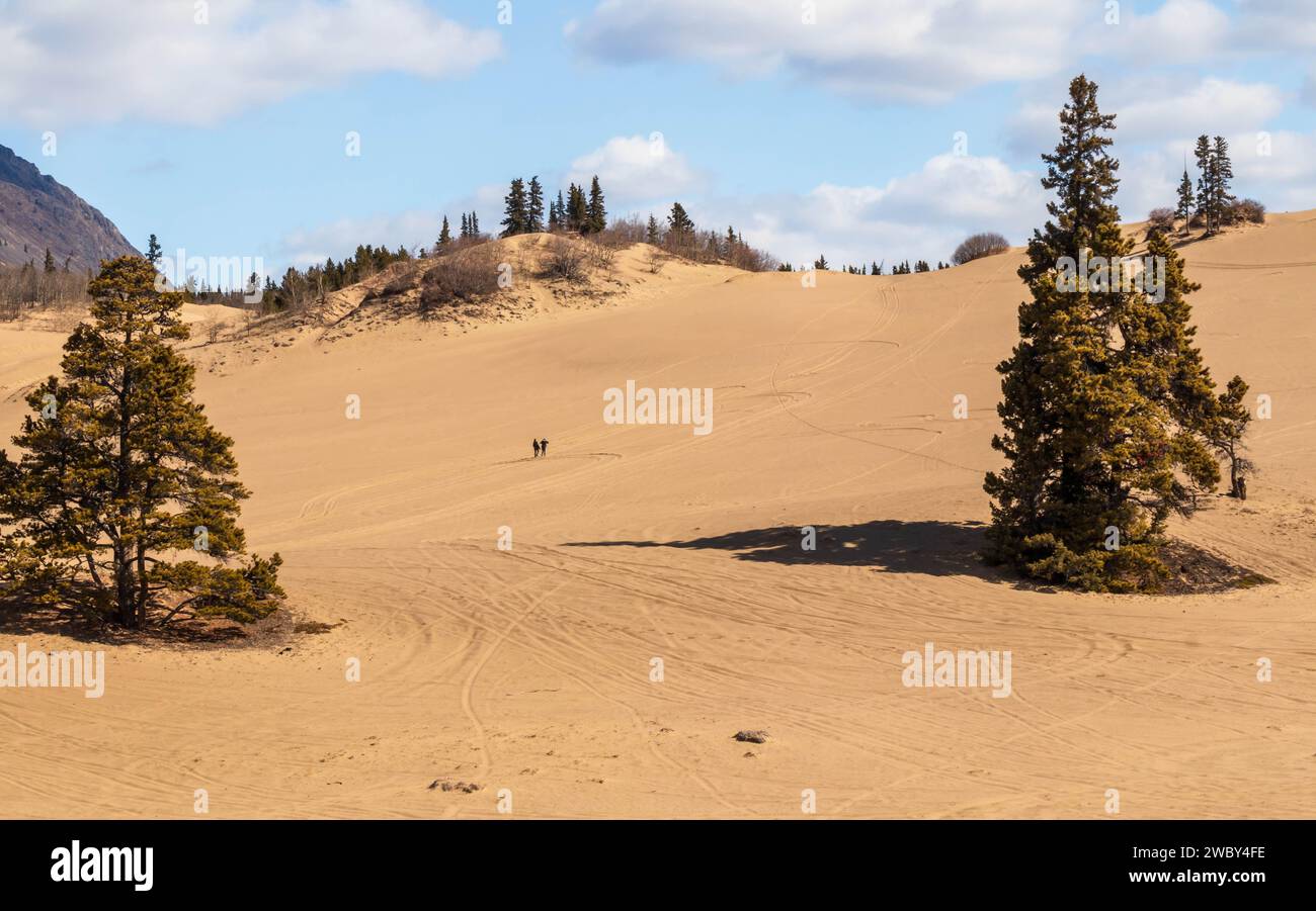 Unique desert environment at Carcross, Yukon Territory, Northern Canada ...