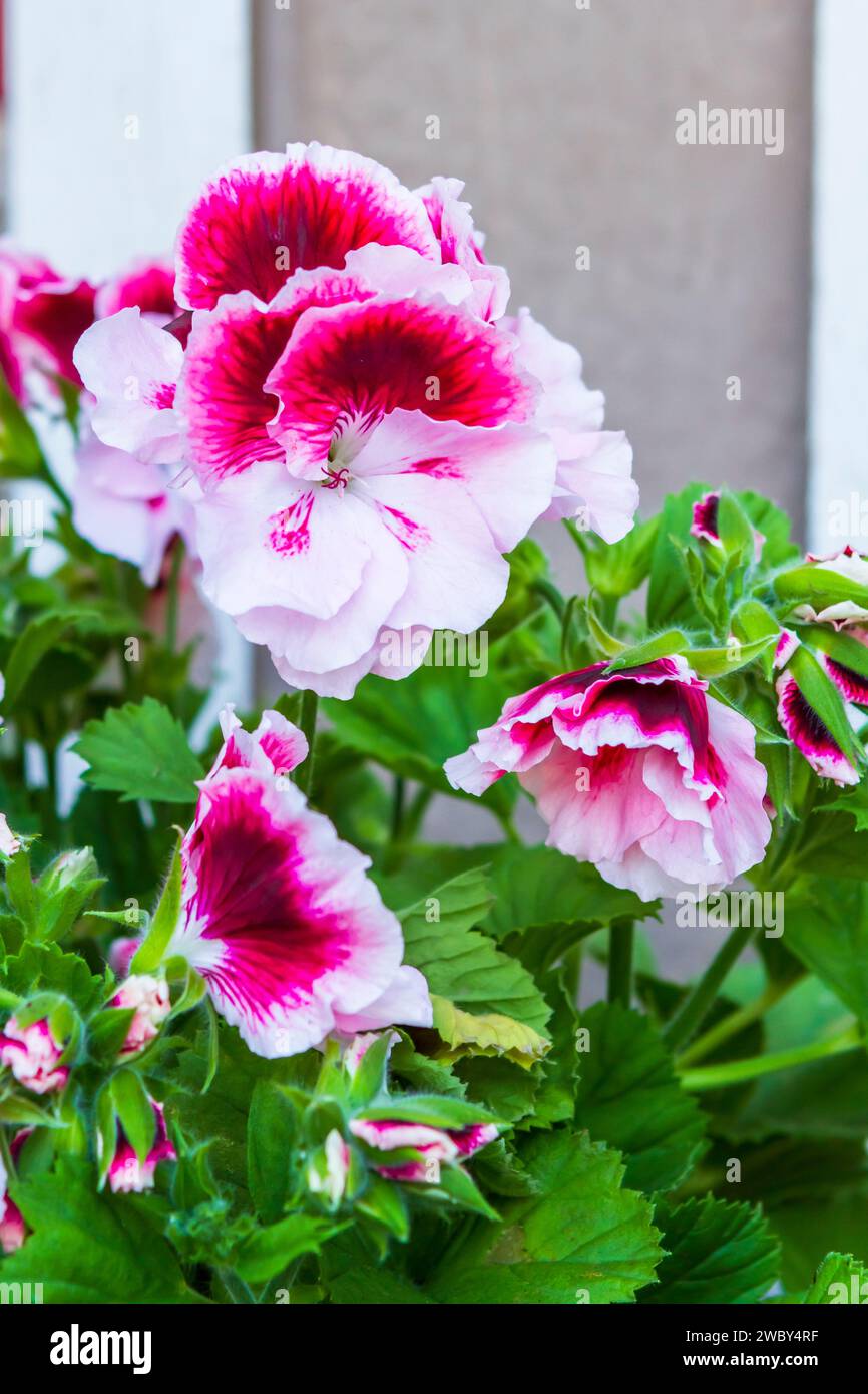 Pelargonium elegance crystal rose hi-res stock photography and images ...