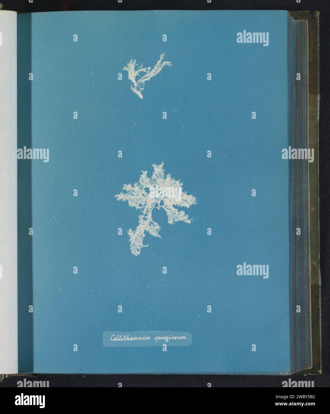 Callithamnion spongiosum hi-res stock photography and images - Alamy