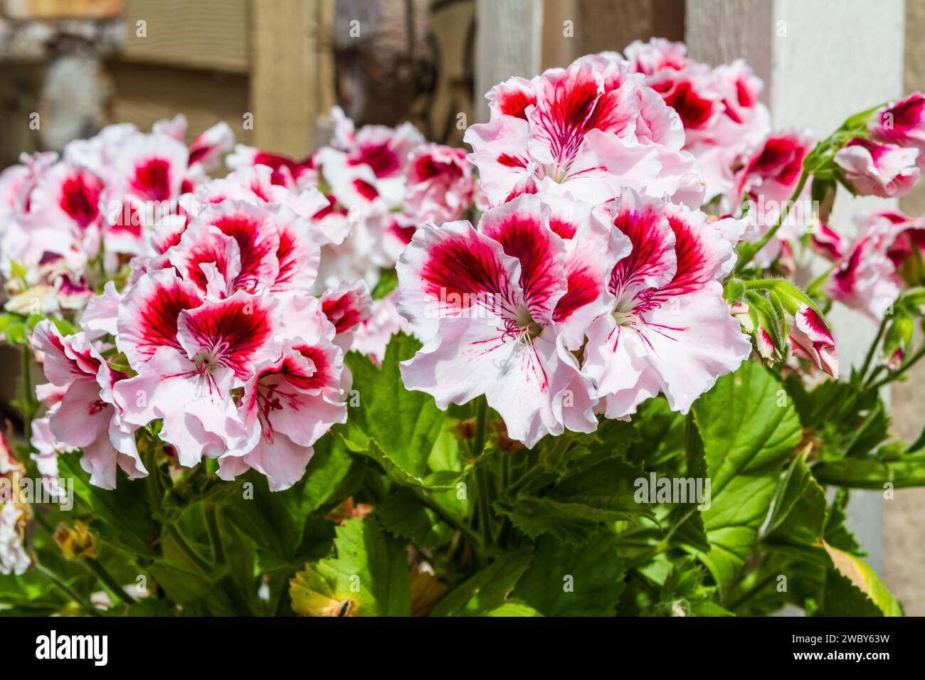 Pelargonium elegance crystal rose hi-res stock photography and images ...