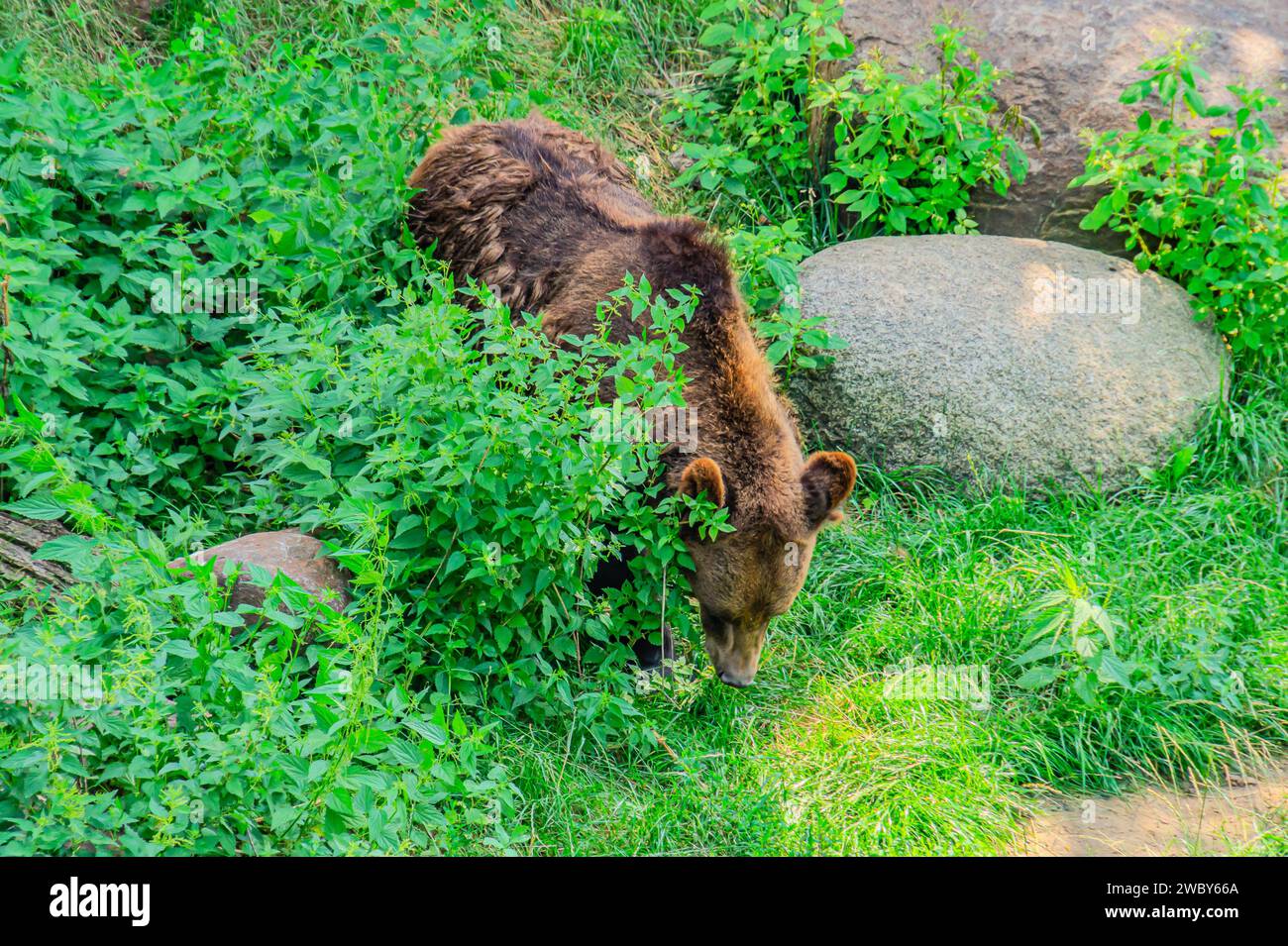 Wild Brown Bear Ursus Arctos in the summer forest. Animal in natural habitat. Wildlife scene. In ...