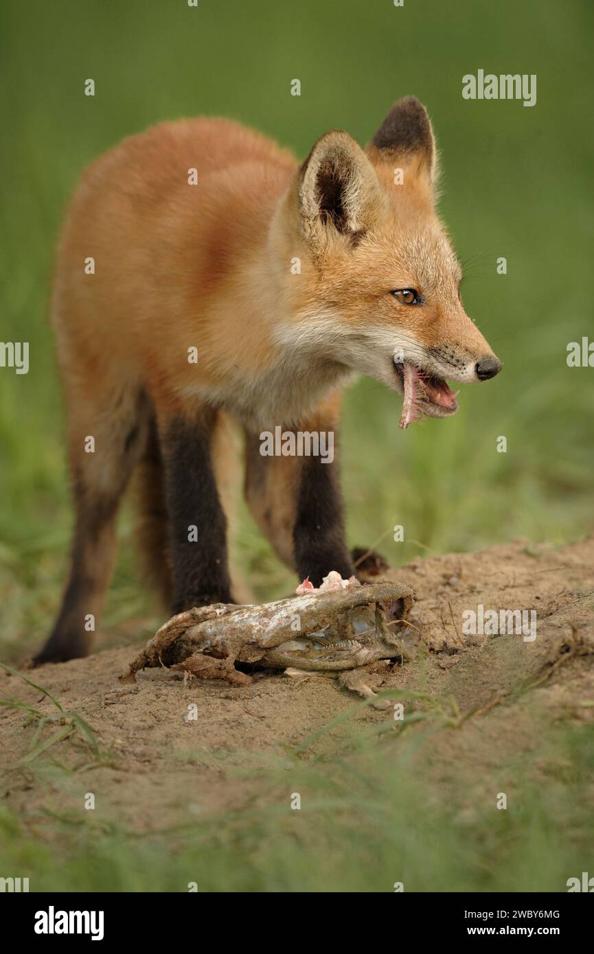 Young Fox with a bone in histoire mouth Stock Photo - Alamy