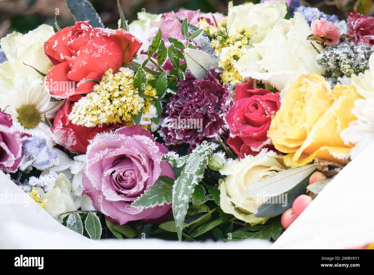 close-up of colorful pastel funeral flowers covered with hoarfrost ...