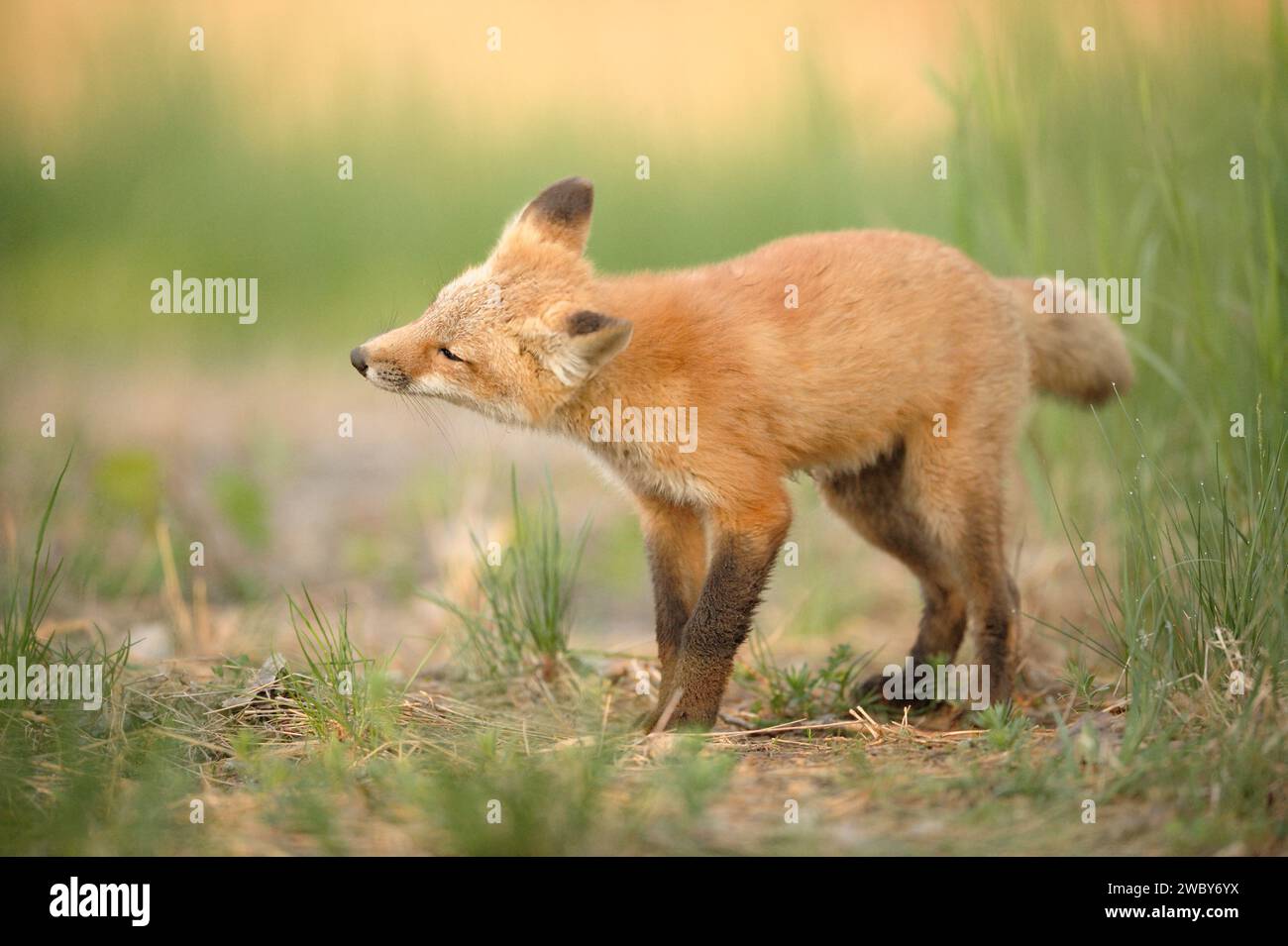 Young Red Fox sharing in a path Stock Photo - Alamy