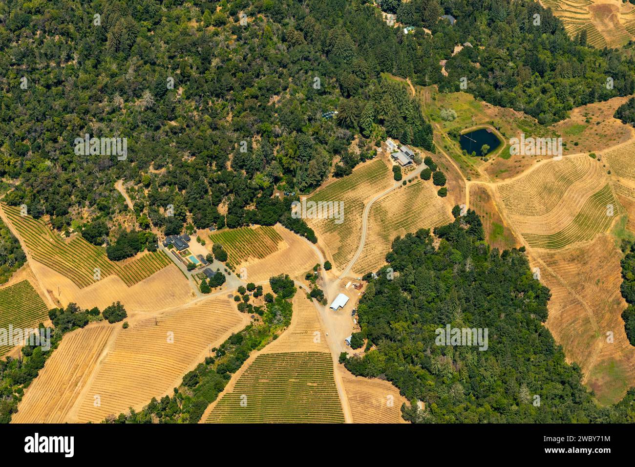 Aerial view of terraced rows of plants in farm fields, vineyards, and ...