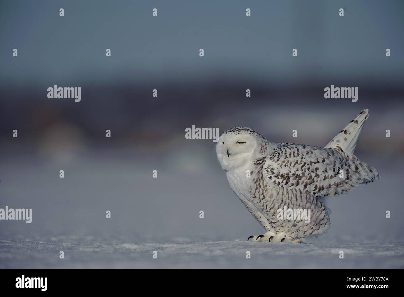 Snowy Owl in winter who hunts Stock Photo - Alamy