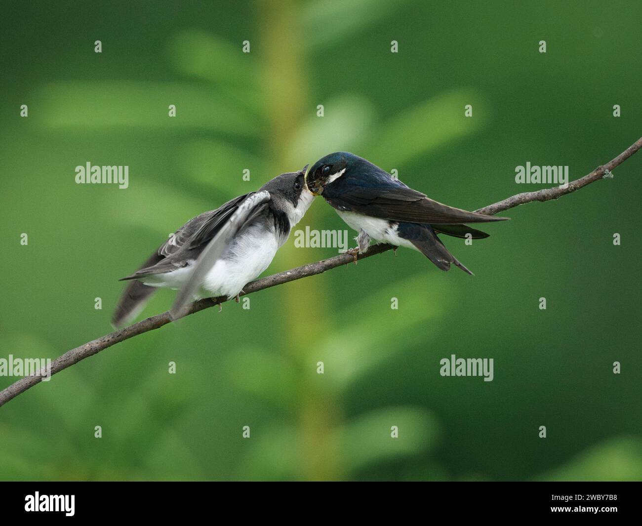 Young Tree Swallow calling parents for foods Stock Photo - Alamy