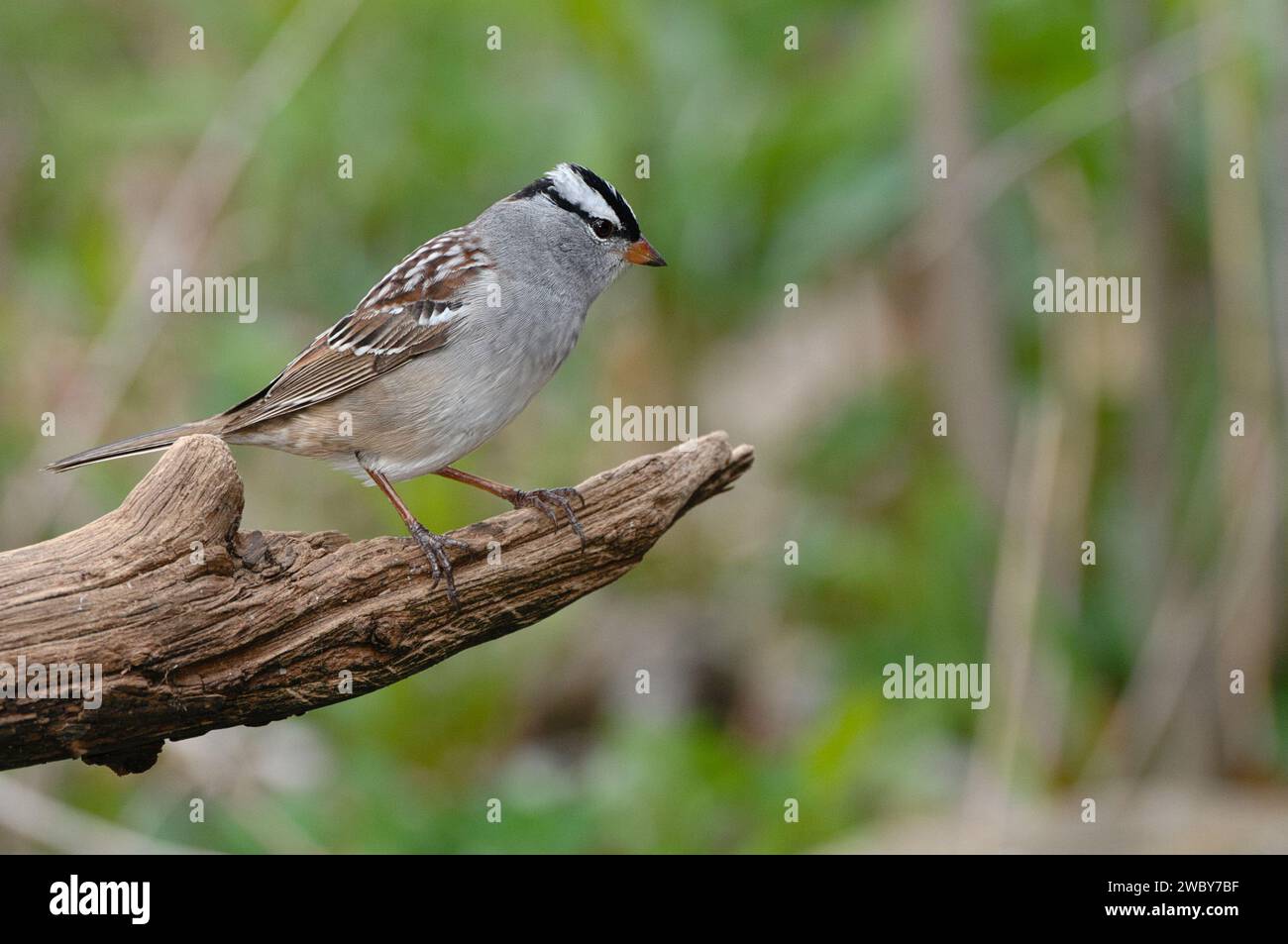 White-crowned Sparrow perch on a branch Stock Photo - Alamy