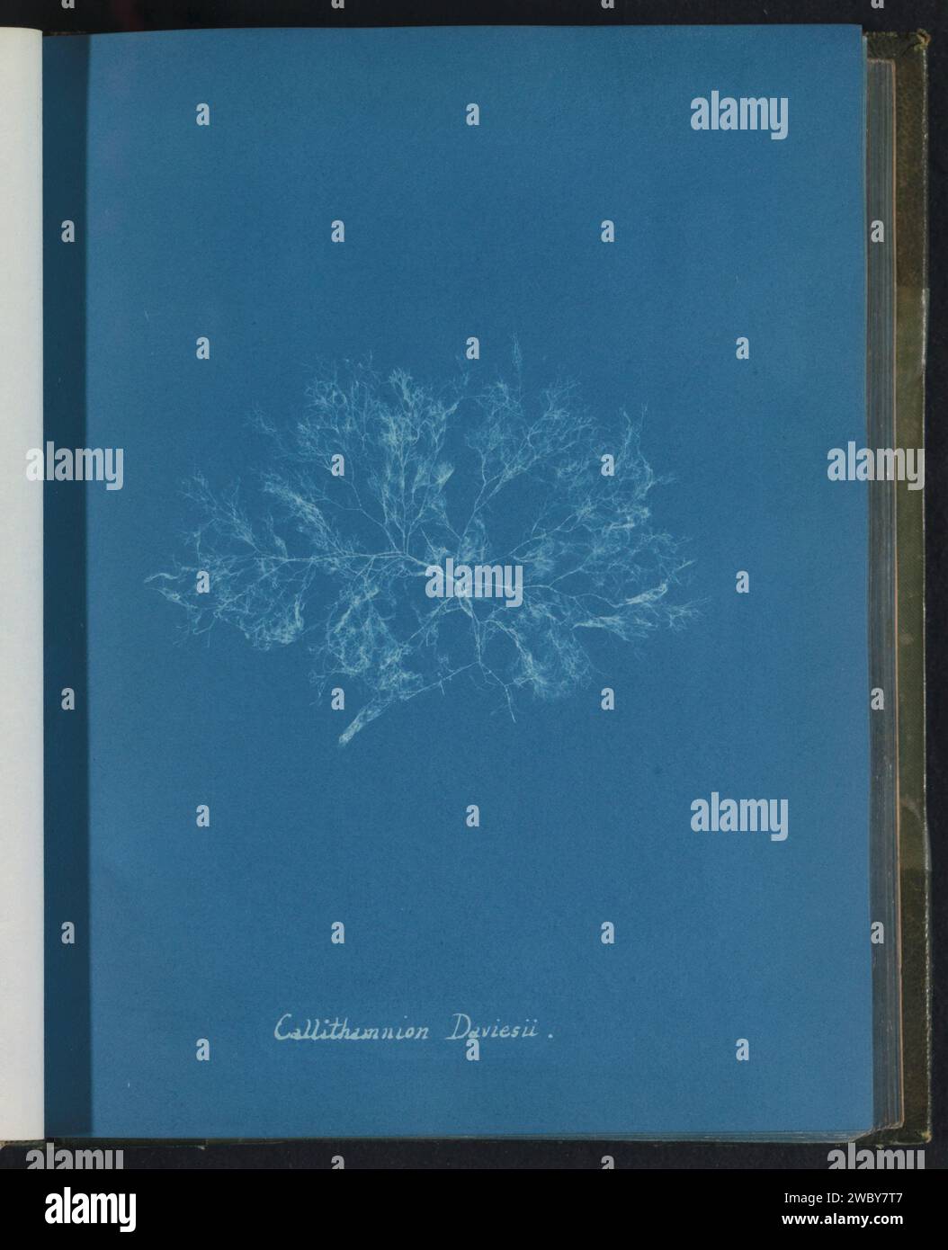 Callithamnion daviesii, Anna Atkins, c. 1843 - c. 1853 photograph ...