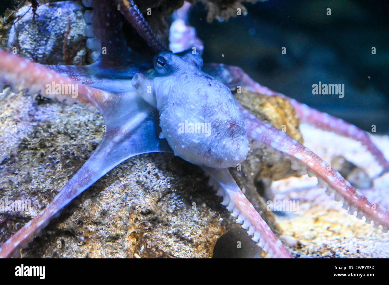 Octopus in the sea. Common Octopus swims in the water. Octopus on ... Octopus in the sea. Common Octopus swims in the water. Octopus on ...