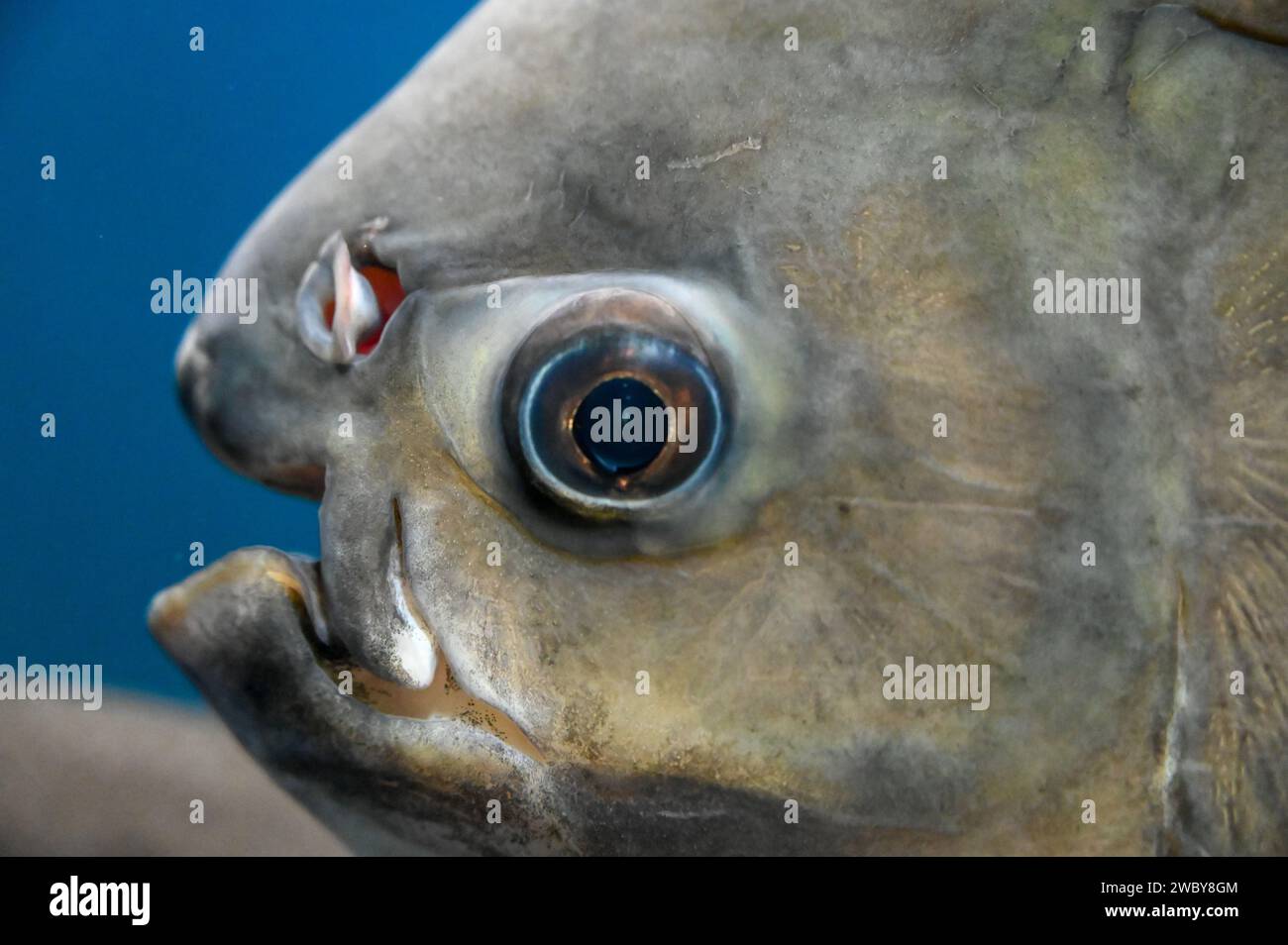 Roasted or roasted sea bream tropical fish hi-res stock photography and ...