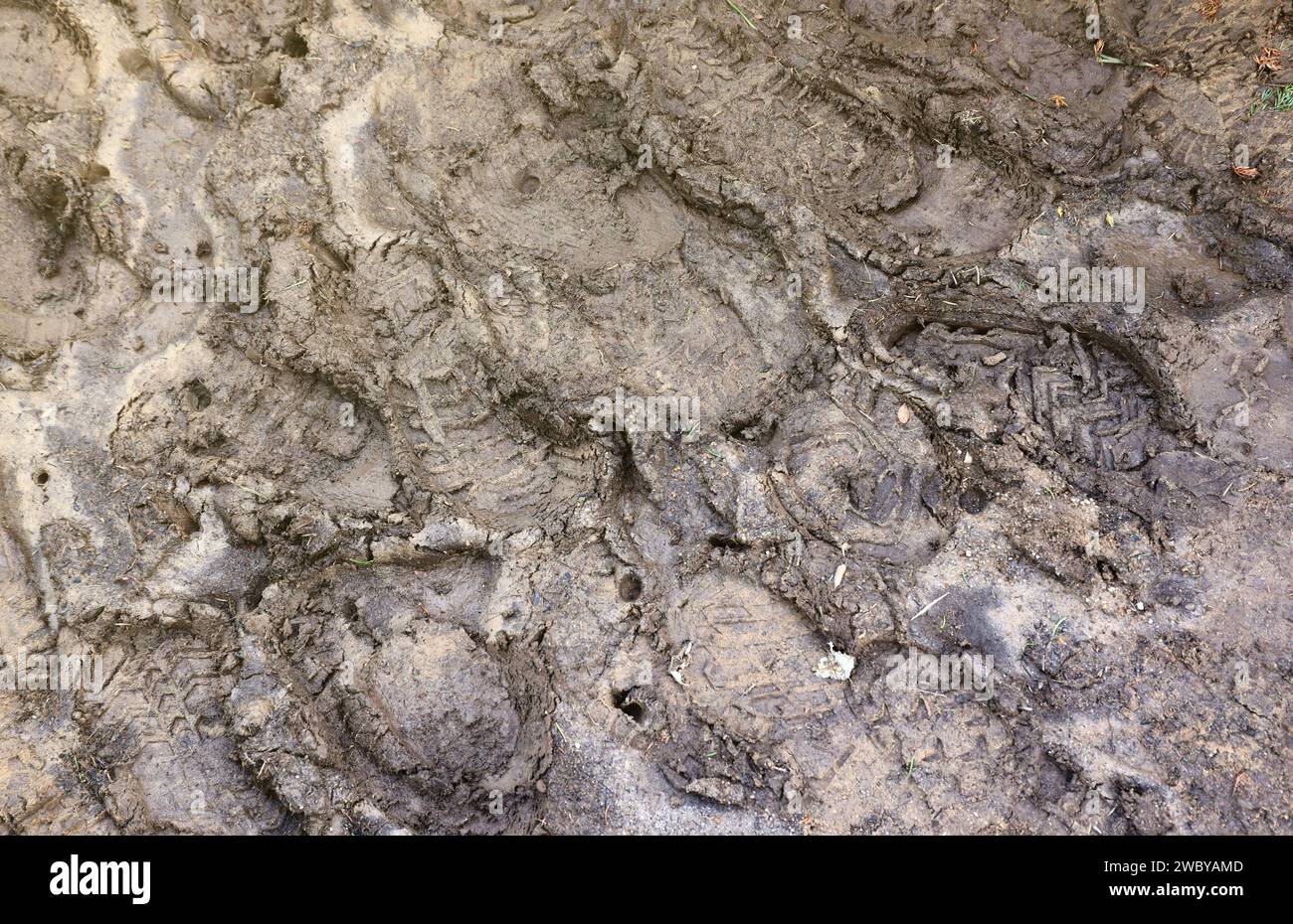 Foot mark on the jungle trail. Shoe prints on wet gravel or mud in ...