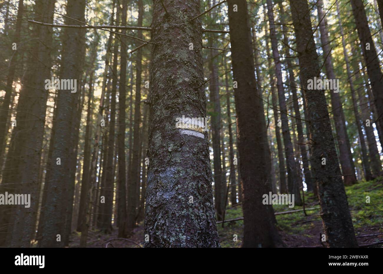 Walking trail background. Yellow and white forest path on brown tree ...