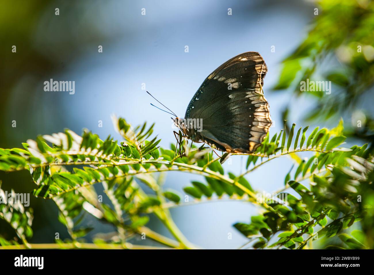 Myanmar egg-fly butterfly Stock Photo - Alamy