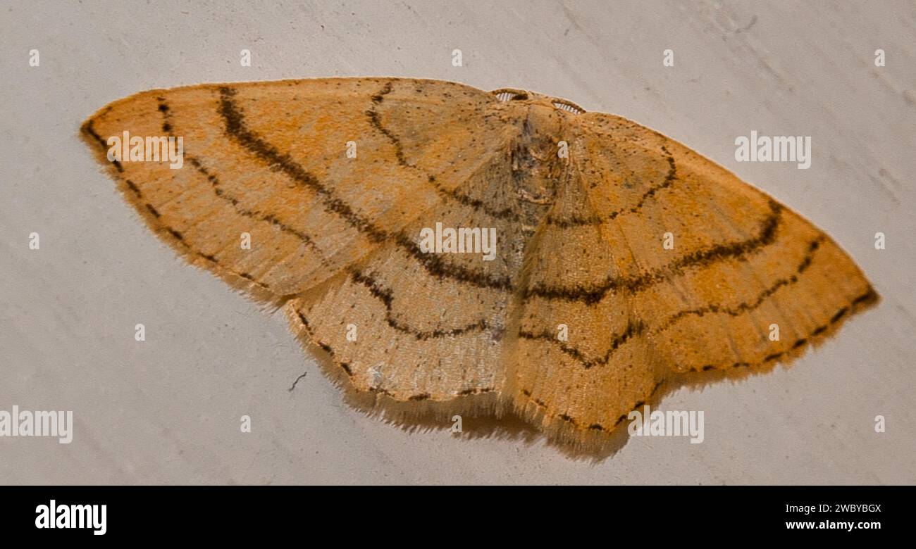 Clay Triple-lines moth with wings outstretched photographed in Zagreb ...