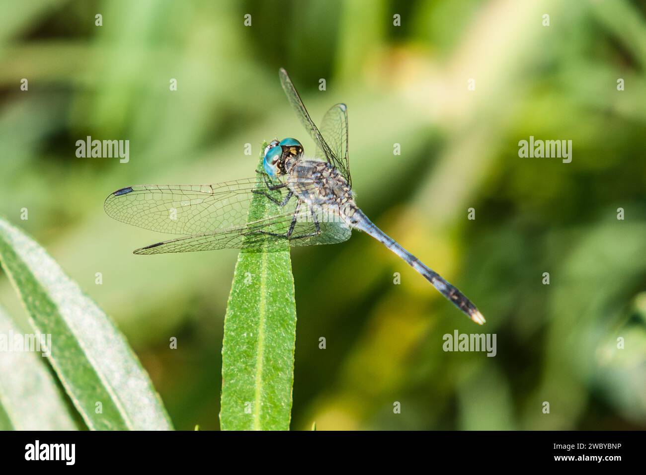 White tailed dasher dragonfly in Myanmar Stock Photo - Alamy