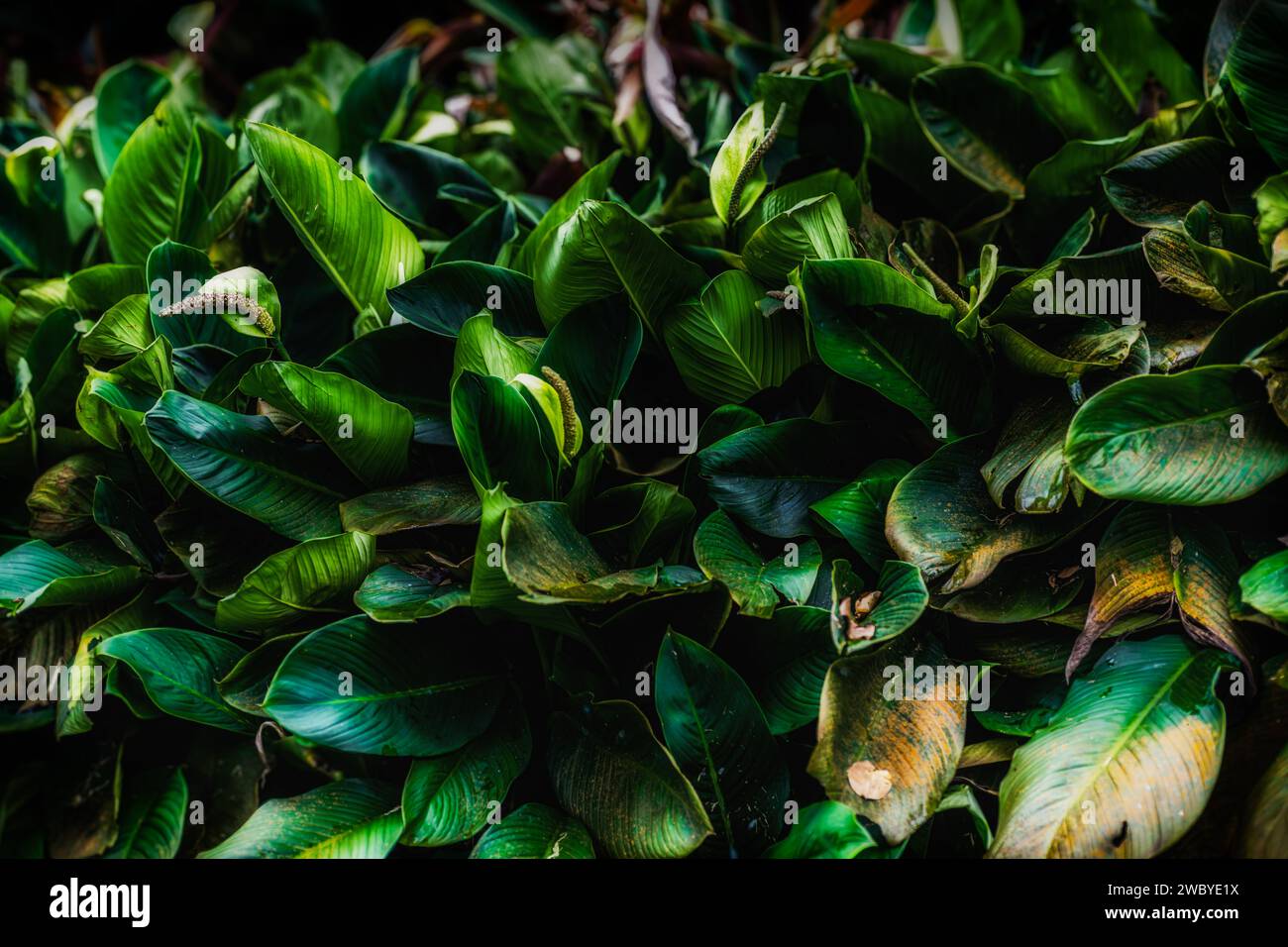 Dark green leaves and blooms of Peace Lily, Spathiphyllum, fill the ...