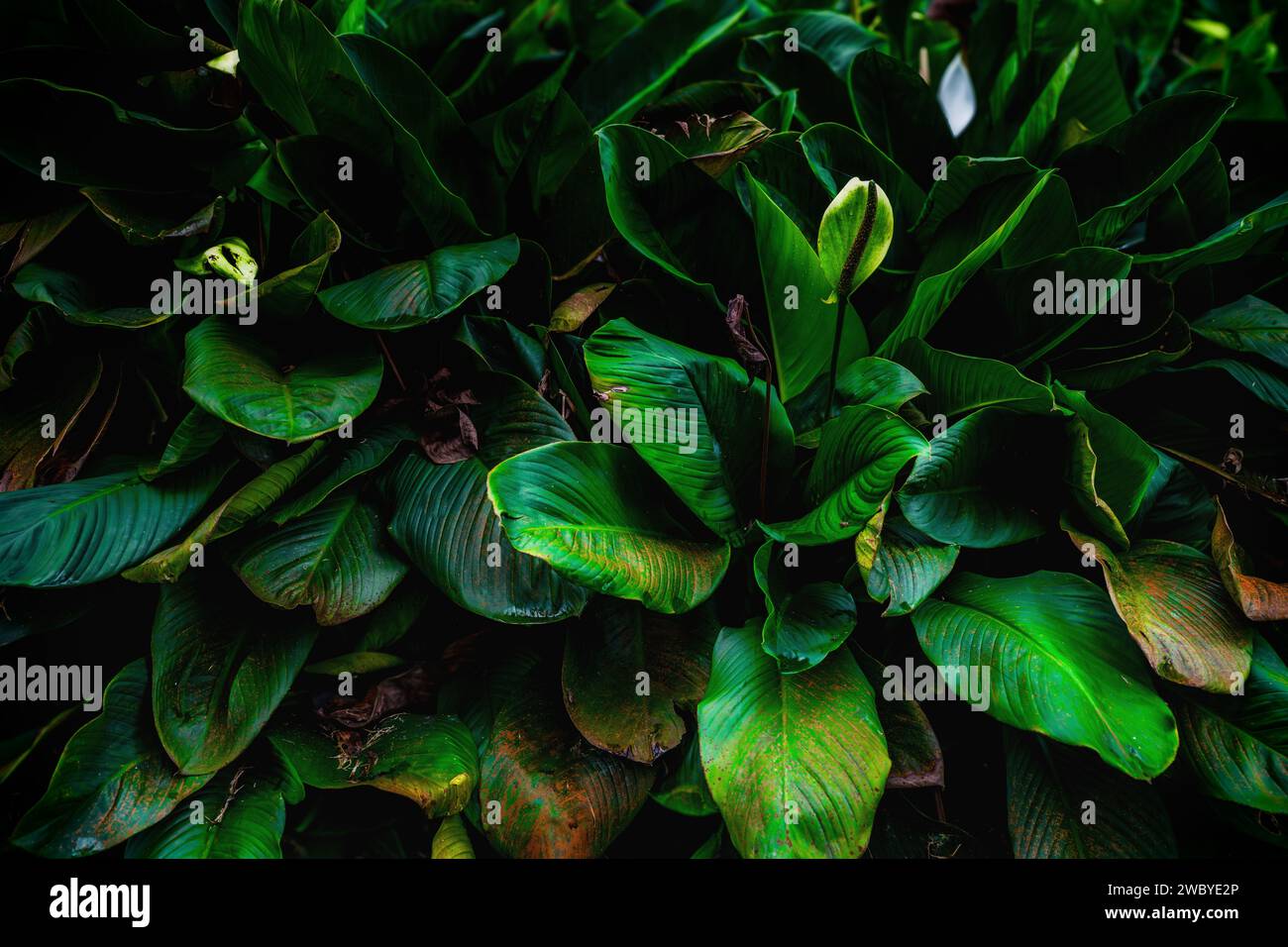 Dark green leaves and blooms of Peace Lily, Spathiphyllum, fill the ...