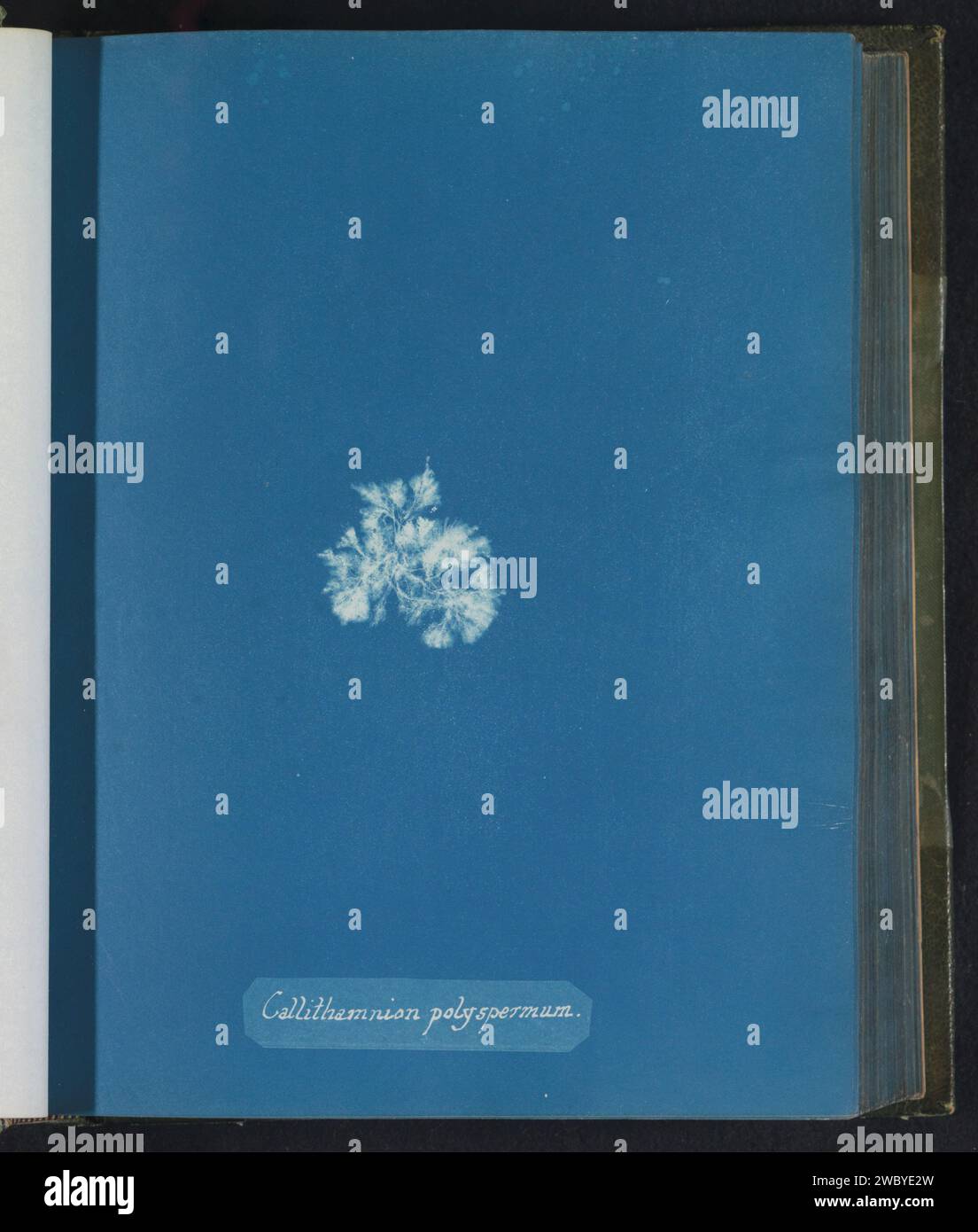 Callithamnion polyspermum hi-res stock photography and images - Alamy