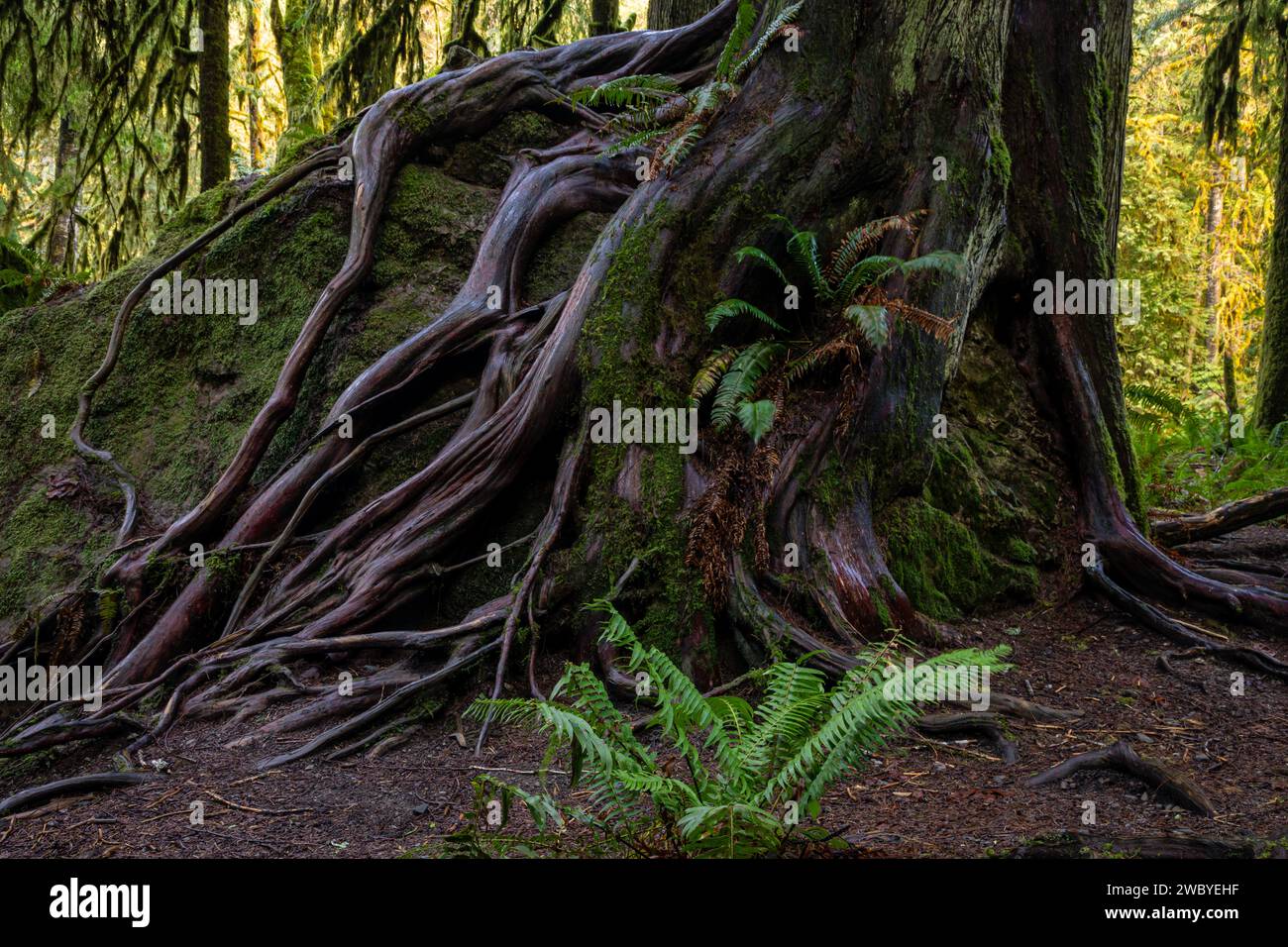 WA23930-00...WASHINGTON - Large Western Red Cedar tree growing on the ...
