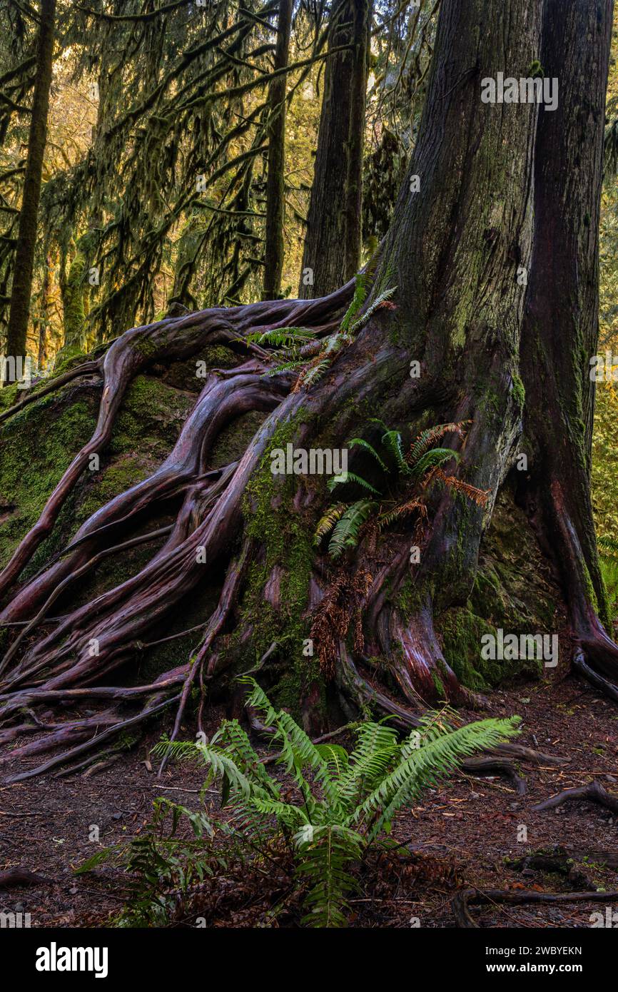 WA23931-00...WASHINGTON - Large Western Red Cedar tree growing on the ...