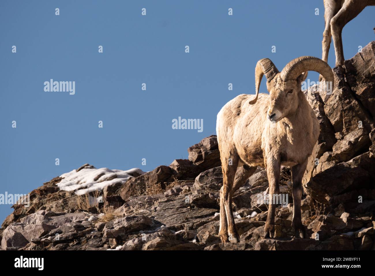 Bighorn Sheep on steep hillside Stock Photo - Alamy