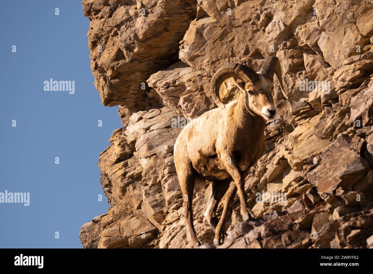 Full curl bighorn sheep hi-res stock photography and images - Alamy