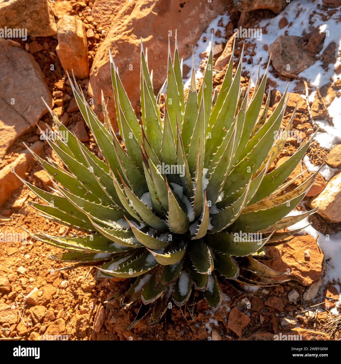 Desert Agave Plant Covered With Fresh Snow in the Grand Canyon Stock ...