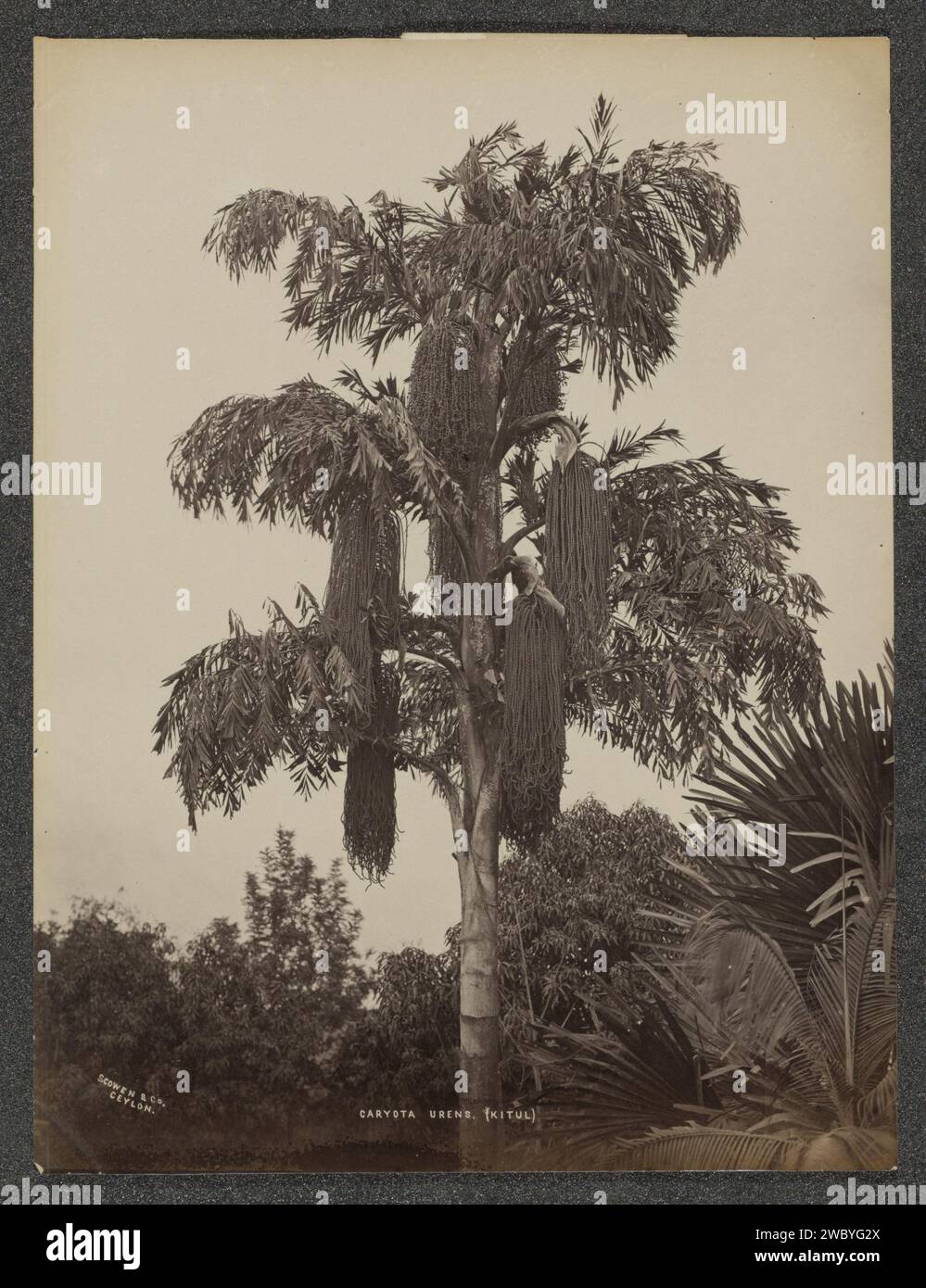 Sugar palm (Caryota Urens), presumably on Ceylon, Charles T. Scowen ...