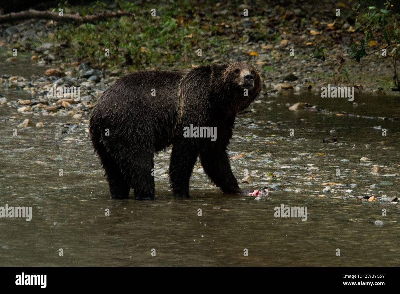 Grizzly Bear at the banks of Orford River near Bute Inlet in the ...