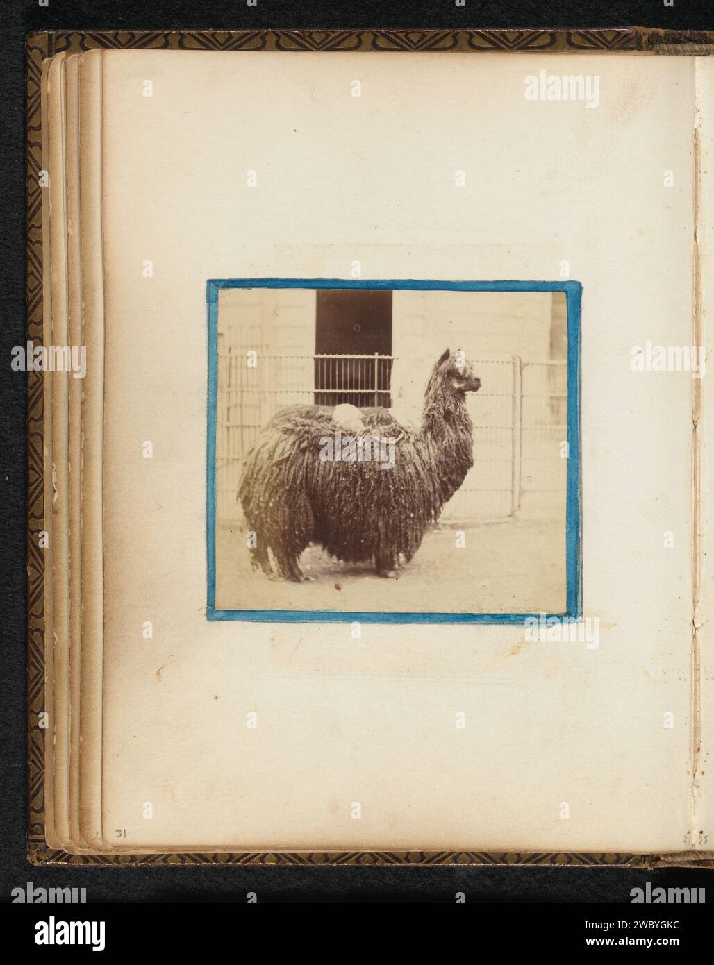 Langharige Old (Alpaca), Anonymous, 1865 - 1867 photograph Long -haired ...