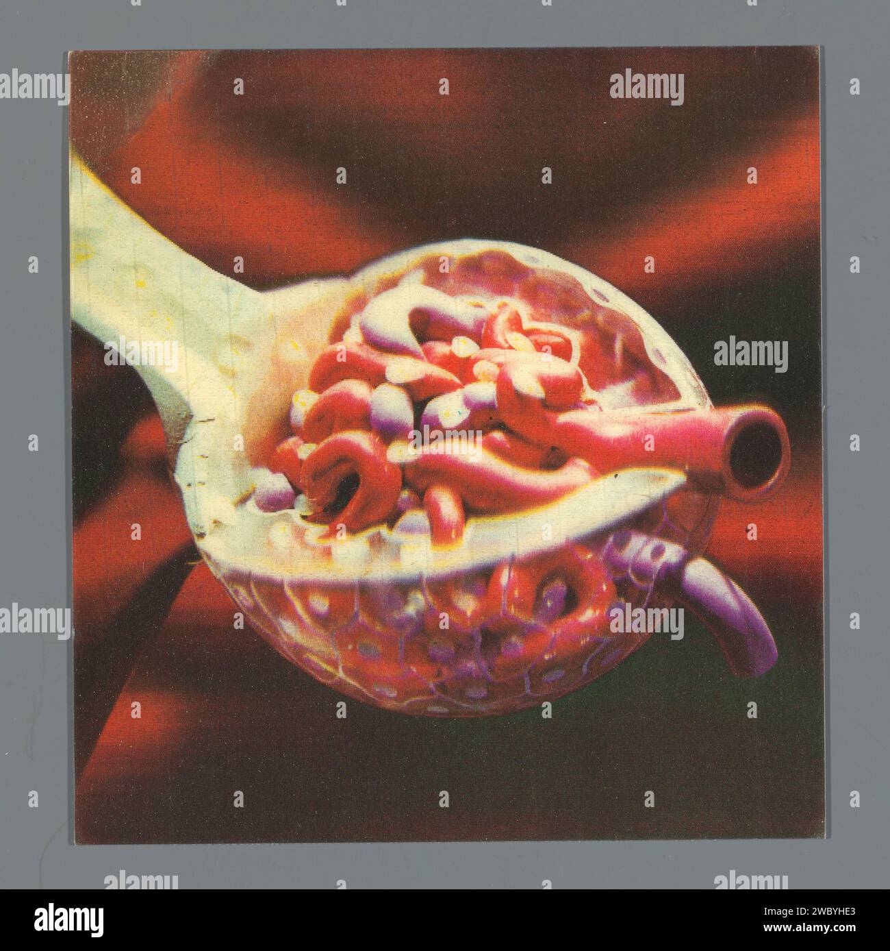 Model of the Hairstyle of Bowman, Anonymous, 1960 - 1984 ...