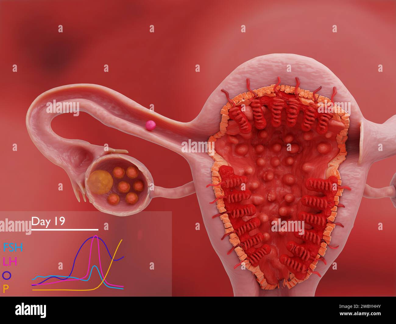 Uterus and ovary on day 19 of the menstrual cycle, illustration Stock ...