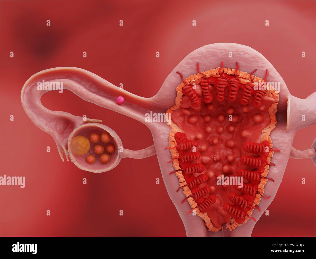 Uterus and ovary on day 19 of the menstrual cycle, illustration Stock ...