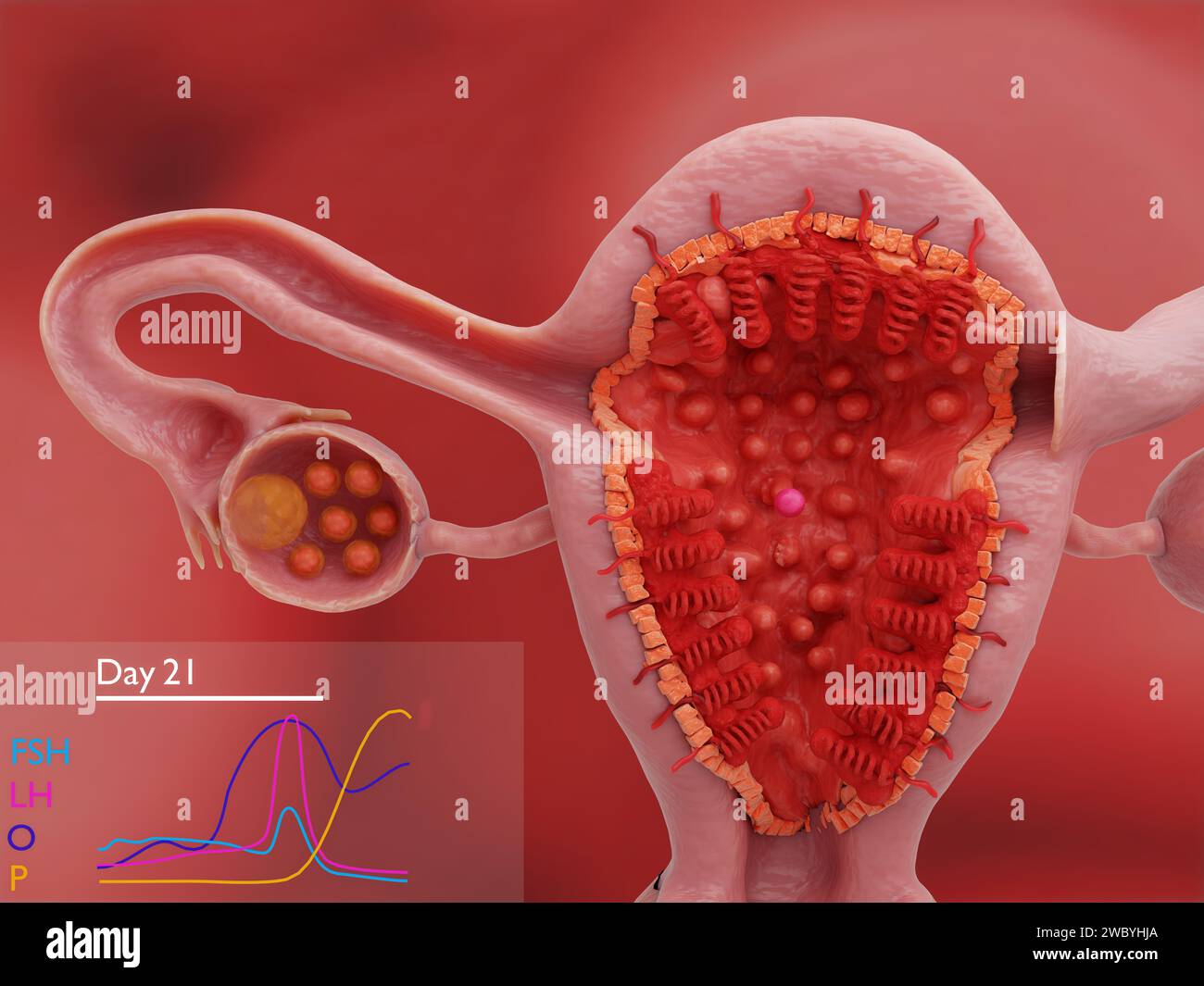 Uterus and ovary on day 21 of the menstrual cycle, illustration Stock ...