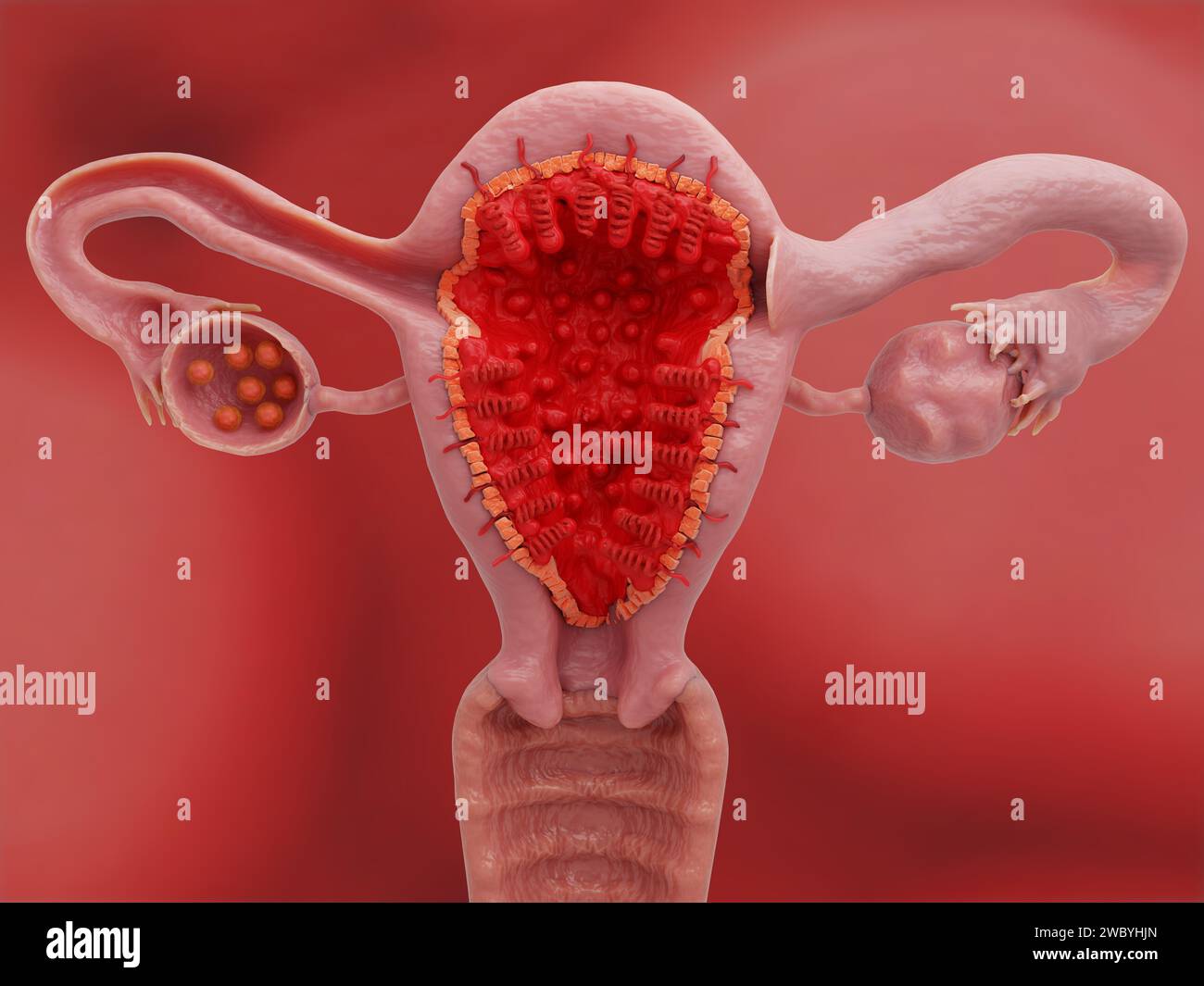 Uterus and ovaries on day 1 of the menstrual cycle, illustration Stock ...