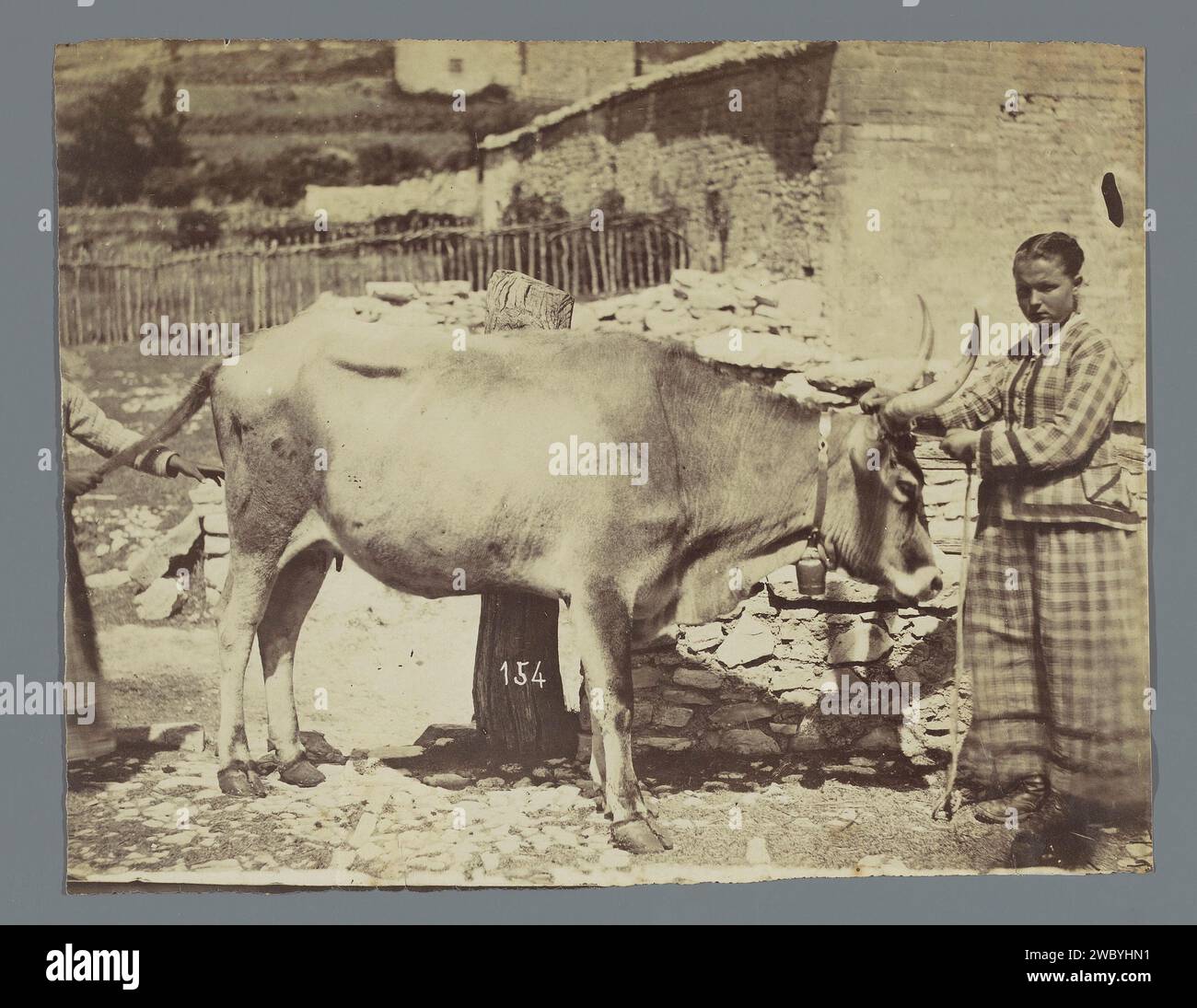 Two women and a bull, Anonymous, 1851 - 1900 photograph Italy paper ...