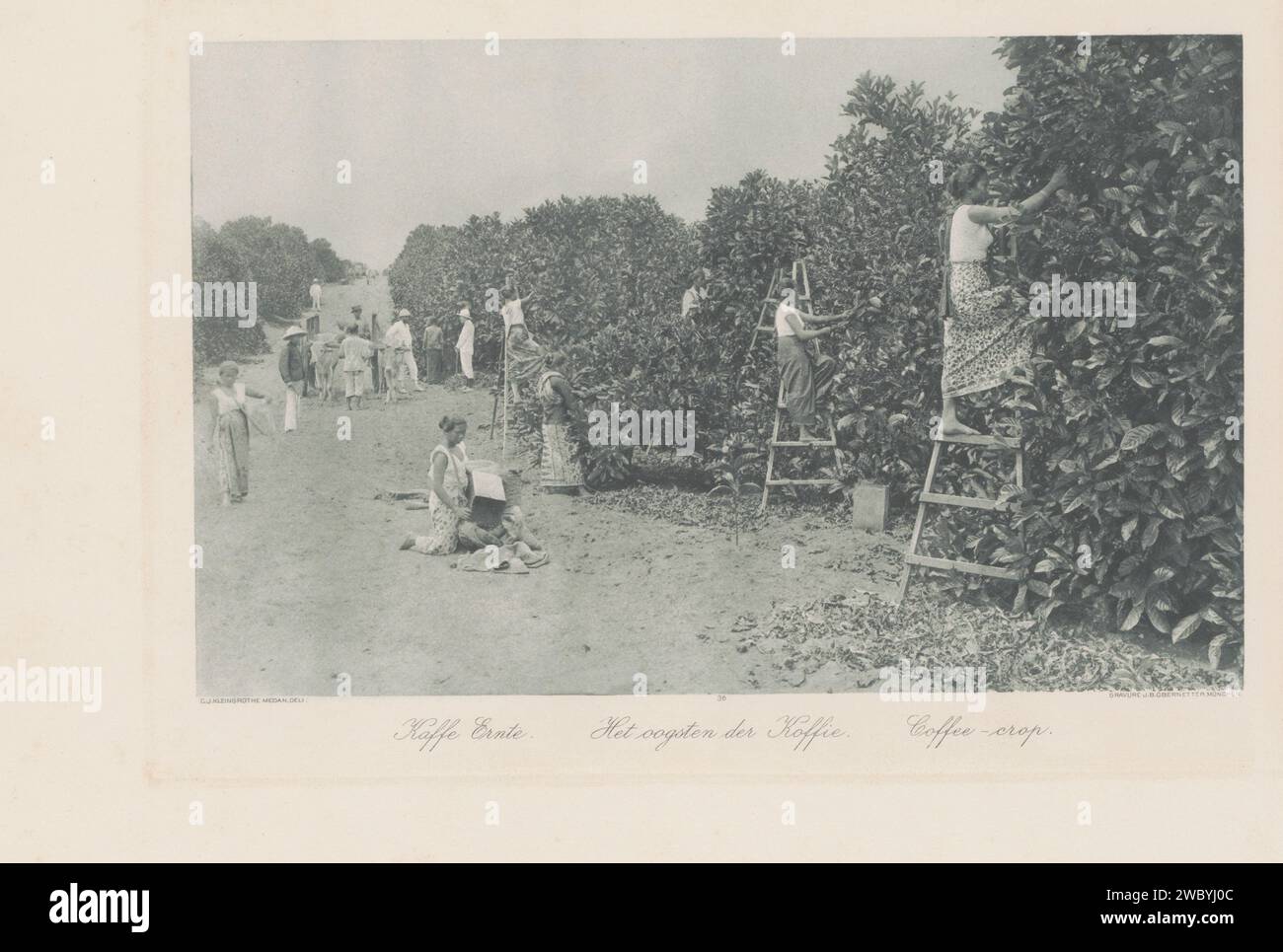 Pickers in sumatra hi-res stock photography and images - Alamy